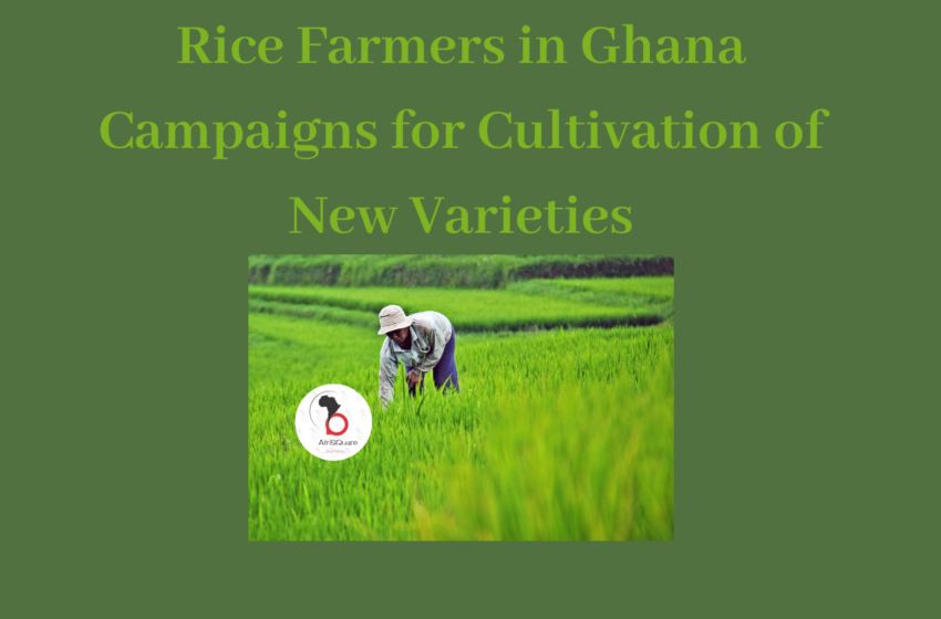 Rice Farmers in Ghana Campaign for Cultivation of New Varieties ...